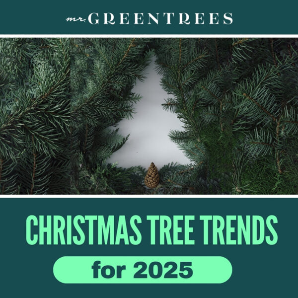 Top Christmas Tree Trends for 2025 | Mr. Greentrees - Christmas Trees